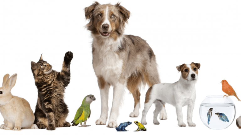 Care sunt cele mai populare animale de companie din lume? - MDLPL